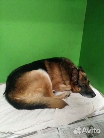 Чистопородного кобелька в дар