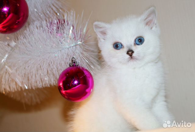 Котенок британской шиншиллы Патрик