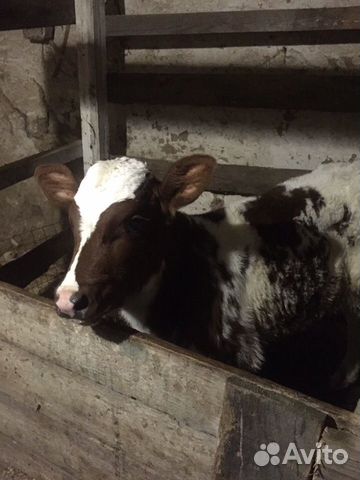Продается телочка