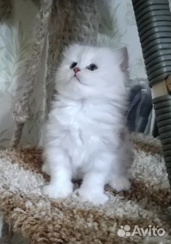 Очаровательные шотландские малыши