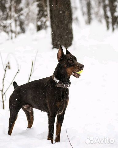 Доберман в дар