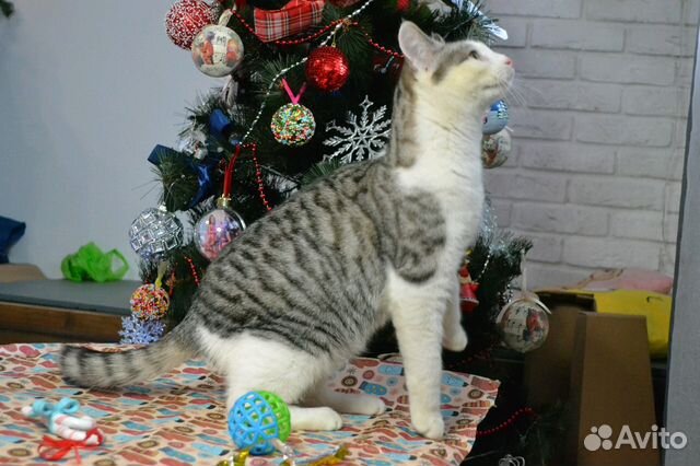 Снежный барсик Рося, котенок