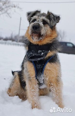 Эрдельтерьер метис