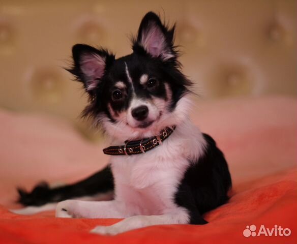 Малютка Мэри-воплощение любви и нежности