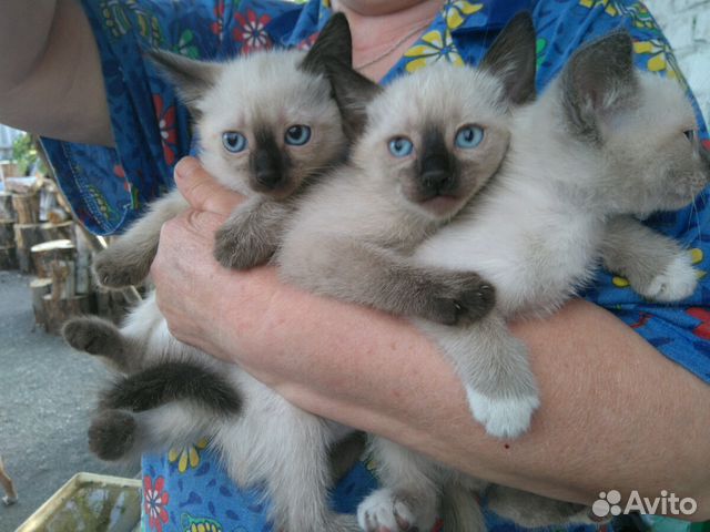 Котята сиамские