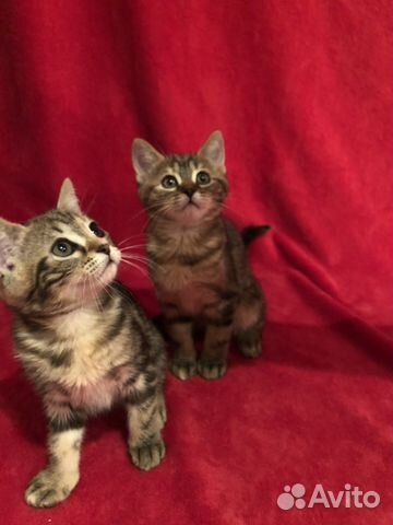 Девочки метисы