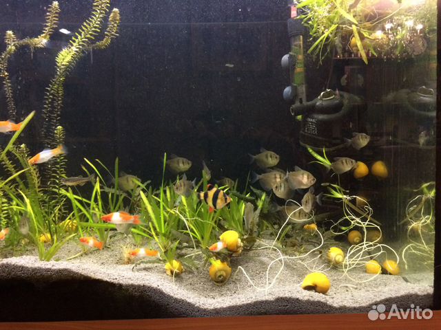 Отдам в хорошие руки стайку тернеций