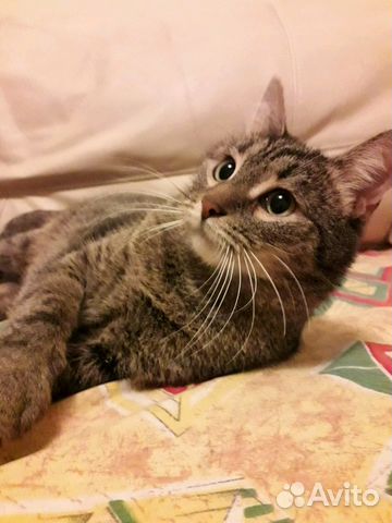 Кошка