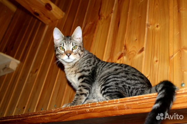 Котенок Саванна ф5 ждет лучших мам\пап