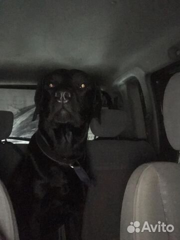 Найден черный лабрадор