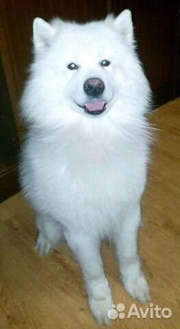 Молодой самоед ищет даму сердца для вязки