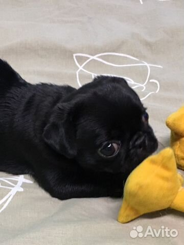 Чудо мопсики