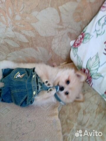 Шпиц, девочка, 3 месяца, привита