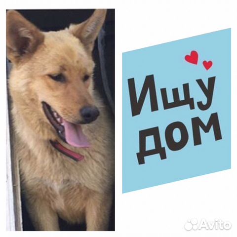 Рыжее чудо ищет дом