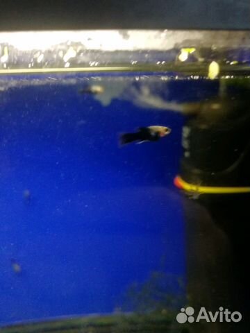 Рыба моллинезия черно-золотая