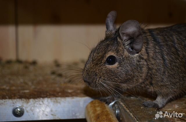 Дегу. 3 девочки с вальером