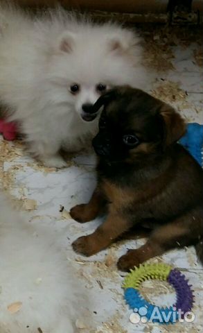 Брабики и их игрушки