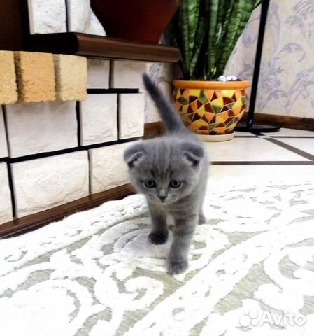 Шотландские котята