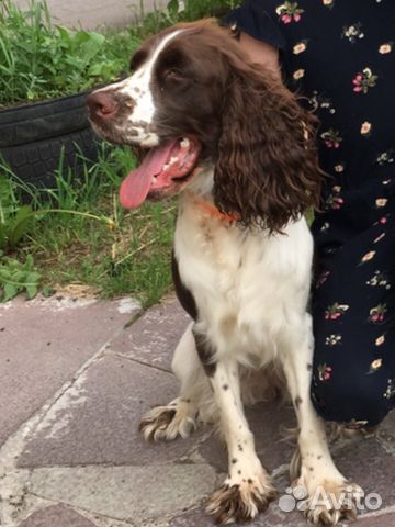 Спаниель спрингер девочка (вязка)