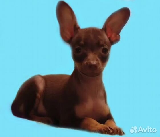 Очаровательная шоколадка