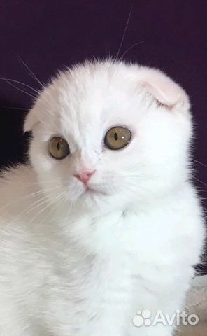 Шотландская