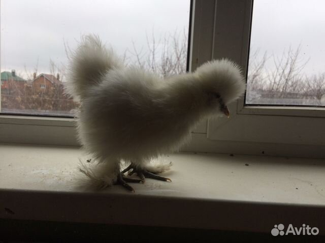 Китайский шелковый Курица