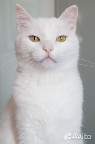 Кот Жорик