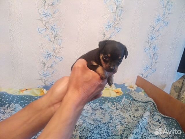 Щеночки мини тойчика