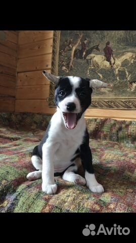 Ксоло в шерсти от чемпионов девочки маленькие