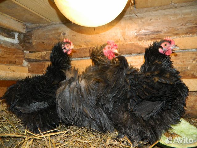 Петухи Фавероль карликовый Кохинхин Брама голубая