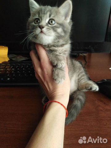 Продам котёнка