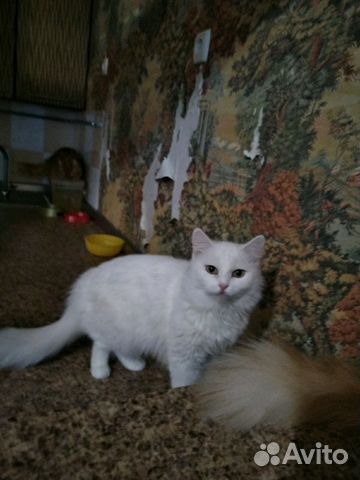 Белая пушистая кошечка