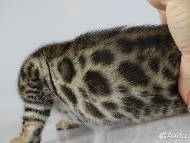 Бенгальские котята для Вас