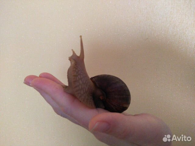 Улитки домашние