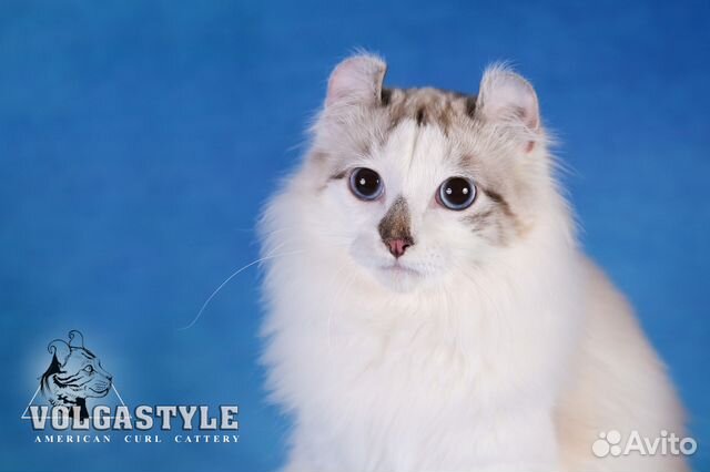 Чудесные котята - Американские кёрлы