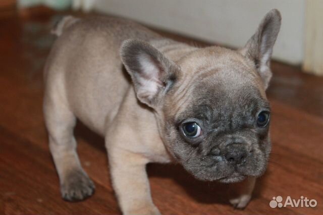 Очень заметные ребятки