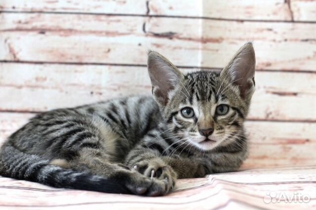 Котенок саванна