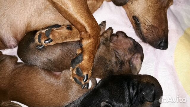 Щенки карликовой таксы