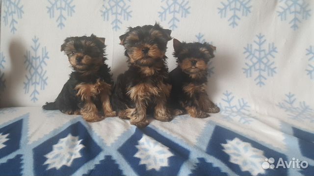 Щенки йорики