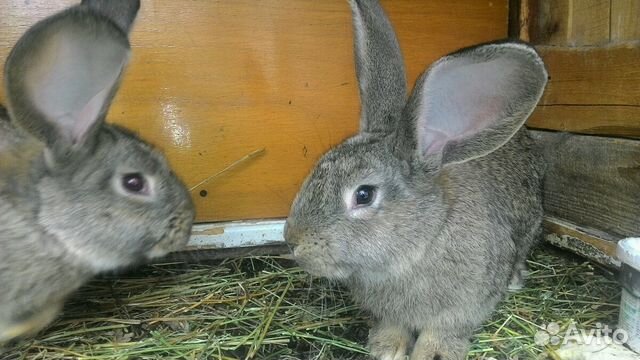 Кролики продаются великаны