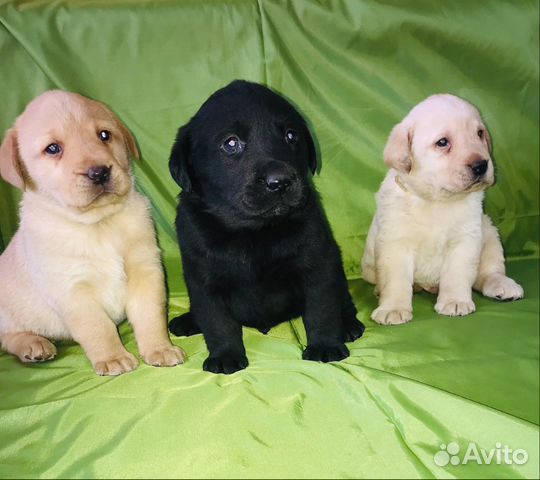 Продаются щенки лобрадора