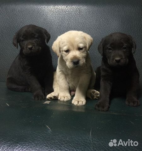 Щенки лабрадора