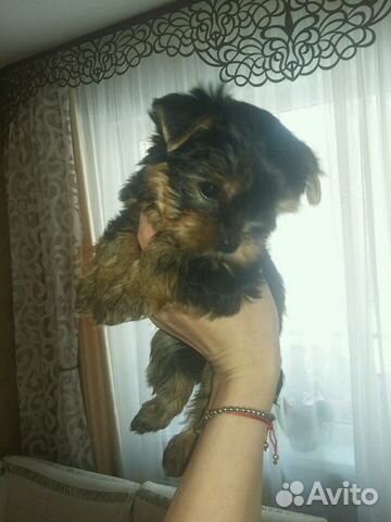 Йоркширский терьер