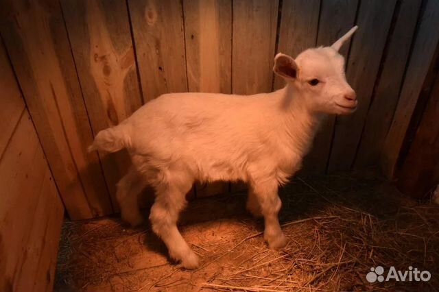 Козленок зааненский