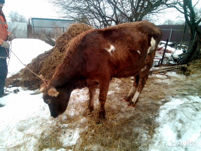 Телка тельная