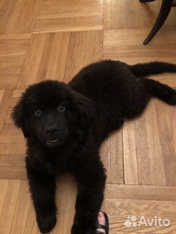 Ньюфаундленд