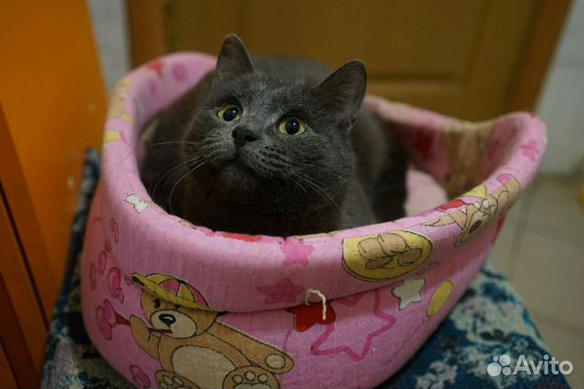 Красивый котик ищет дом
