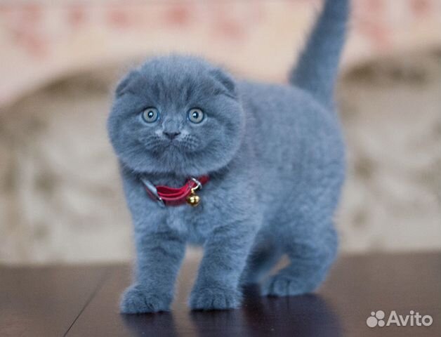 Мишель и Микаэла