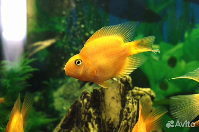 Аквариумные рыбки