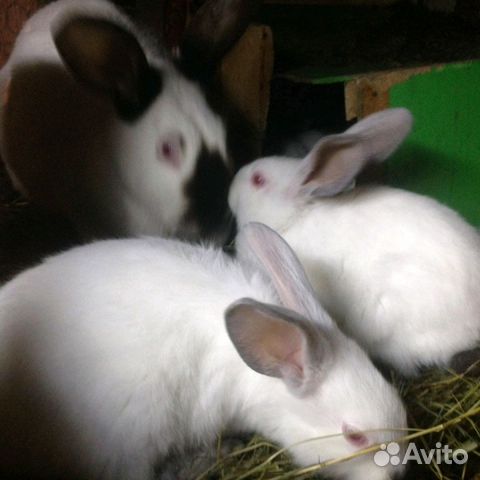 Калифорнийские кролики на племя
